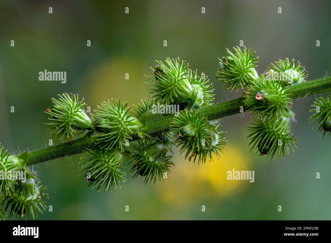 common agrimony, European groovebur (Agrimonia eupatoria), fruits ...