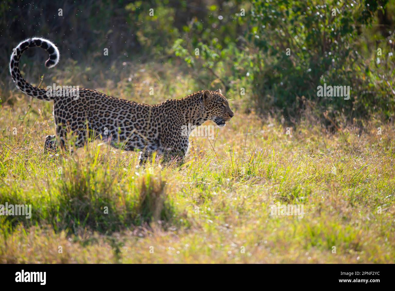leopard (Panthera pardus), leopardess ranging through her territory, side view, Kenya, Masai ...