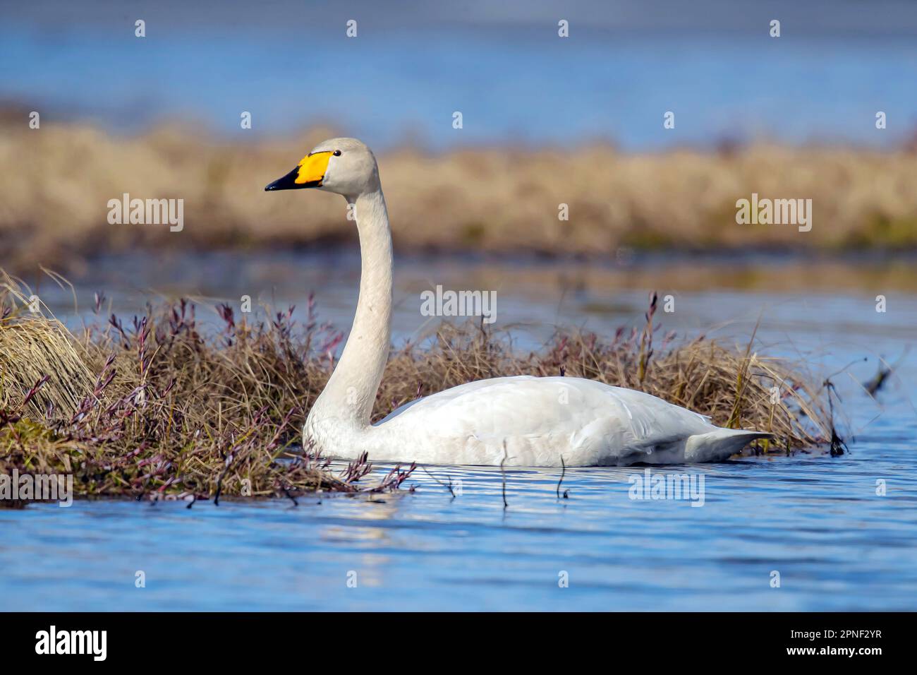 whooper swan (Cygnus cygnus), swimming, side view, Sweden Stock Photo ...