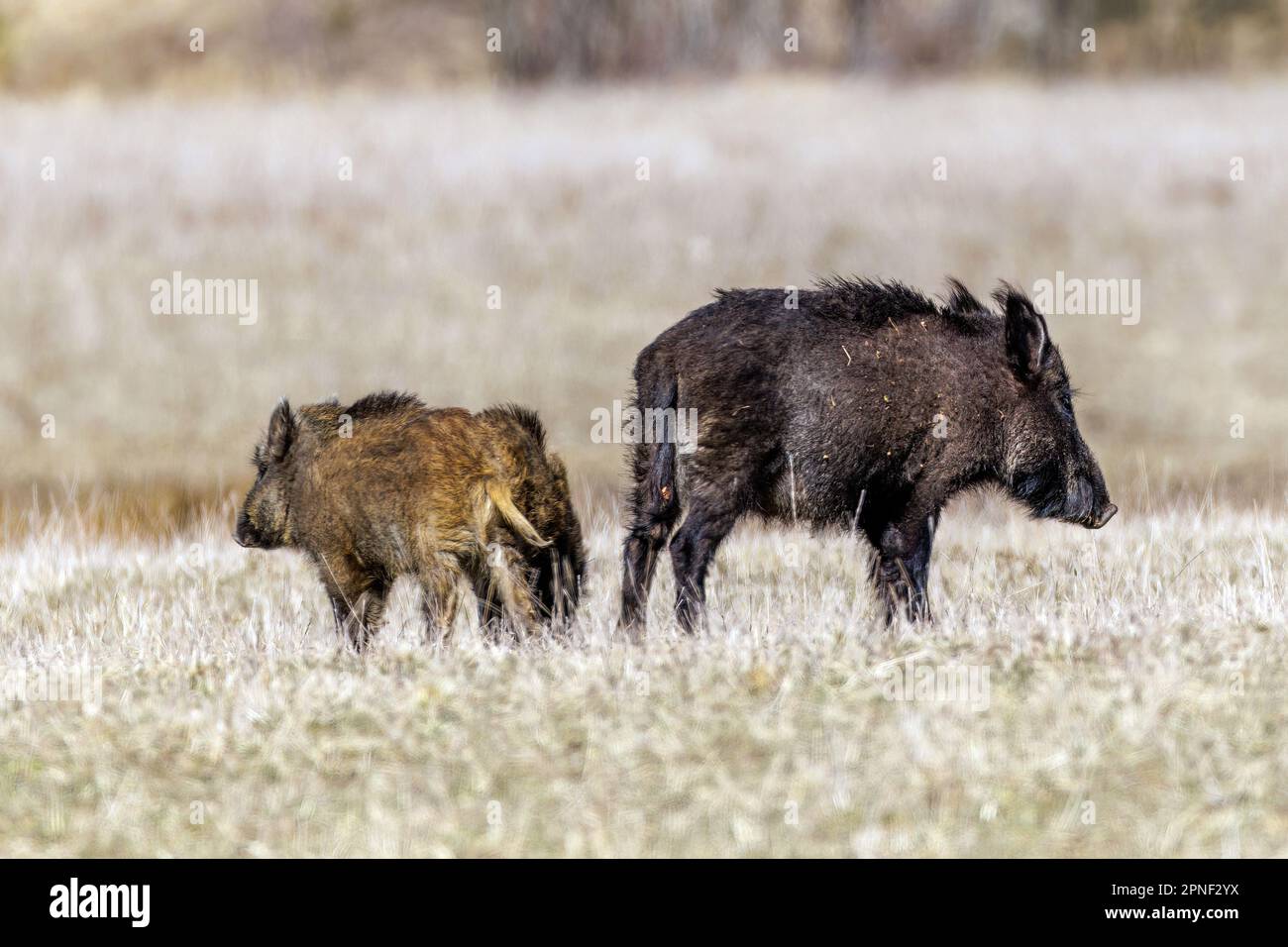 wild boar, pig, wild boar (Sus scrofa), wild sow with two shoats in a ...