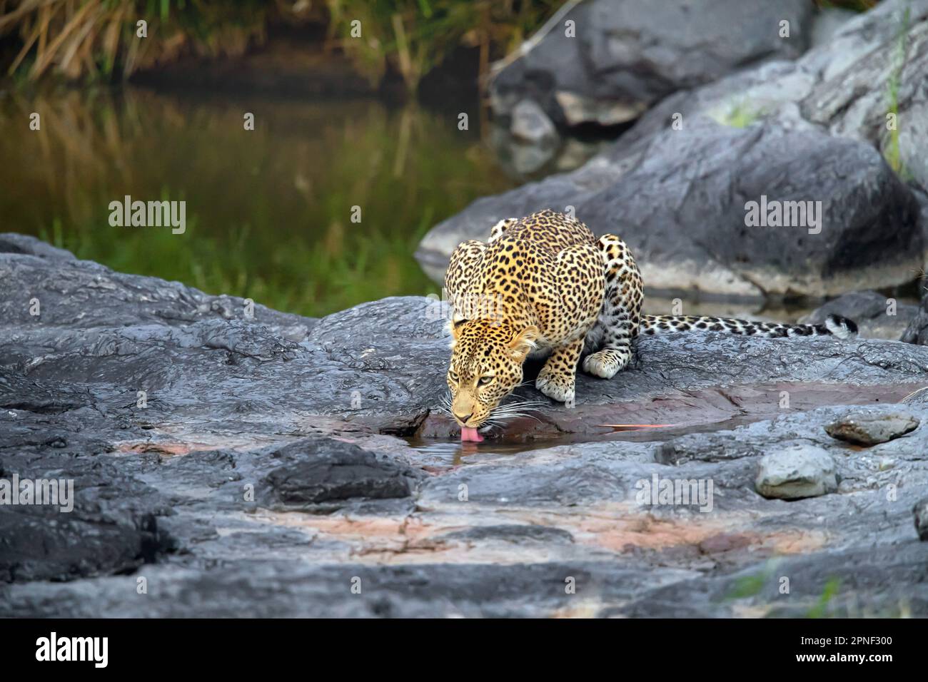 leopard (Panthera pardus), leopardess drinking water from a puddle on a ...