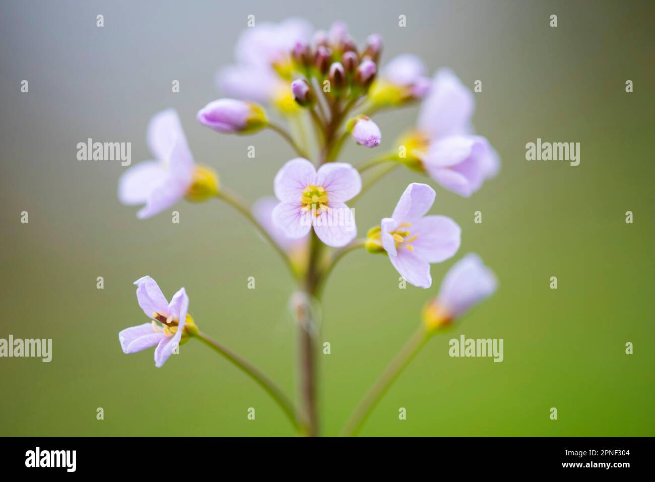 Bog Pink, Cuckoo Flower, Lady's Smock, Milkmaids (Cardamine pratensis ...
