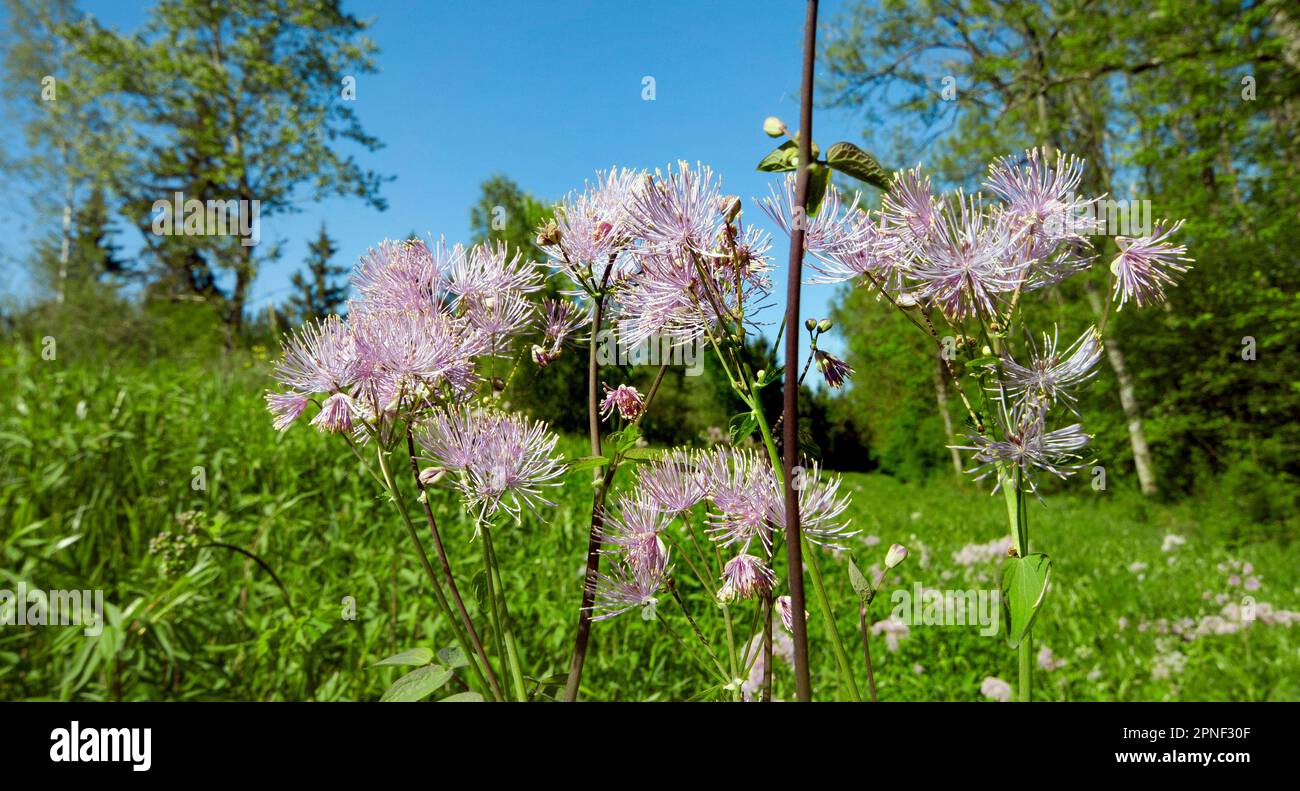 Greater meadow-rue, Columbine meadow-rue, French meadow-rue (Thalictrum ...