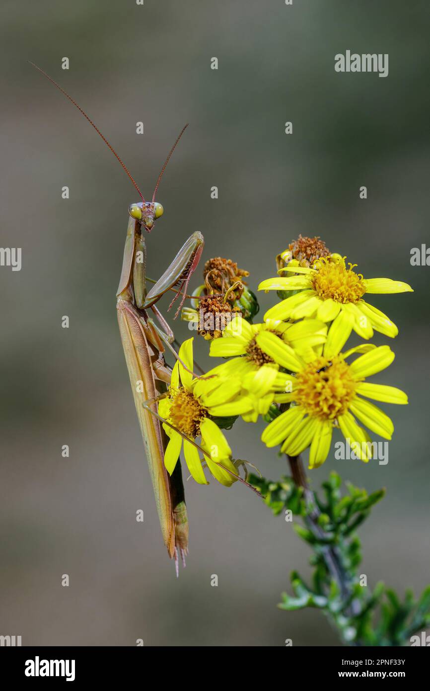 European preying mantis (Mantis religiosa), at a yellow flower, side ...