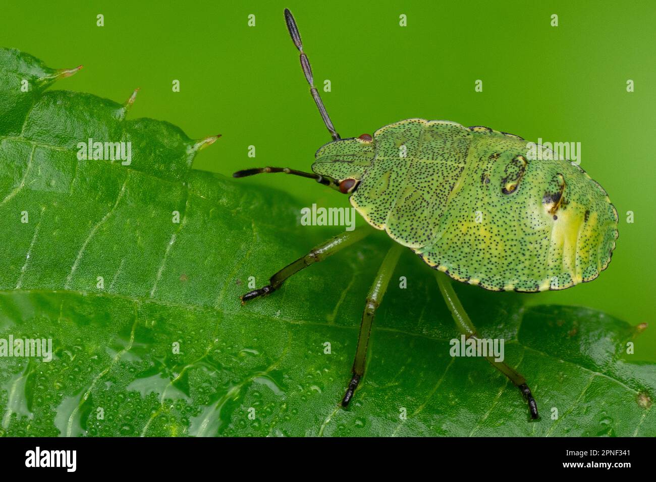 Green shield bug, Common green shield bug (Palomena prasina), on a leaf ...
