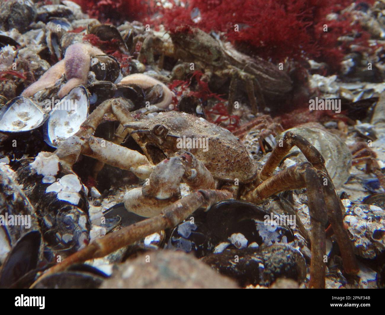 Atlantic lyre crab, great spider crab, toad crab (Hyas araneus ...