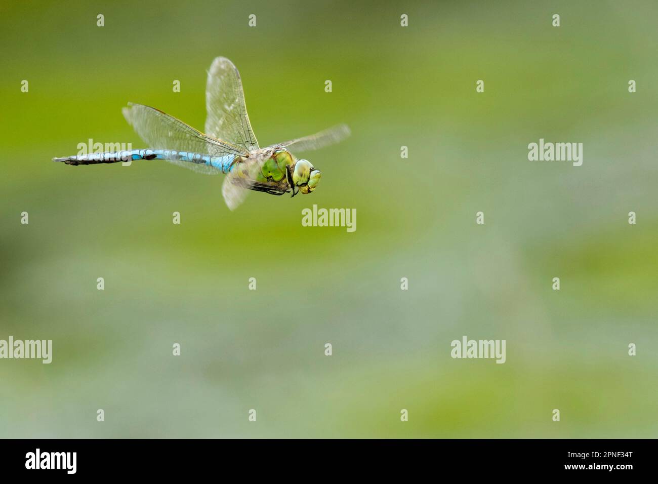 emperor dragonfly (Anax imperator), in flight, side view, Germany ...