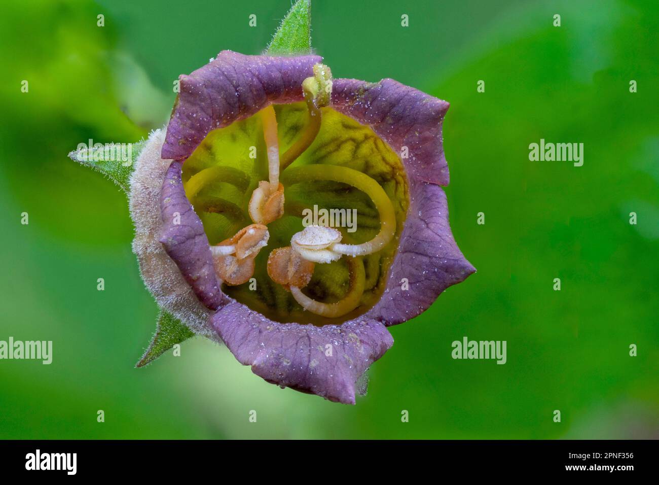 Deadly nightshade belladonna flower hi-res stock photography and images ...