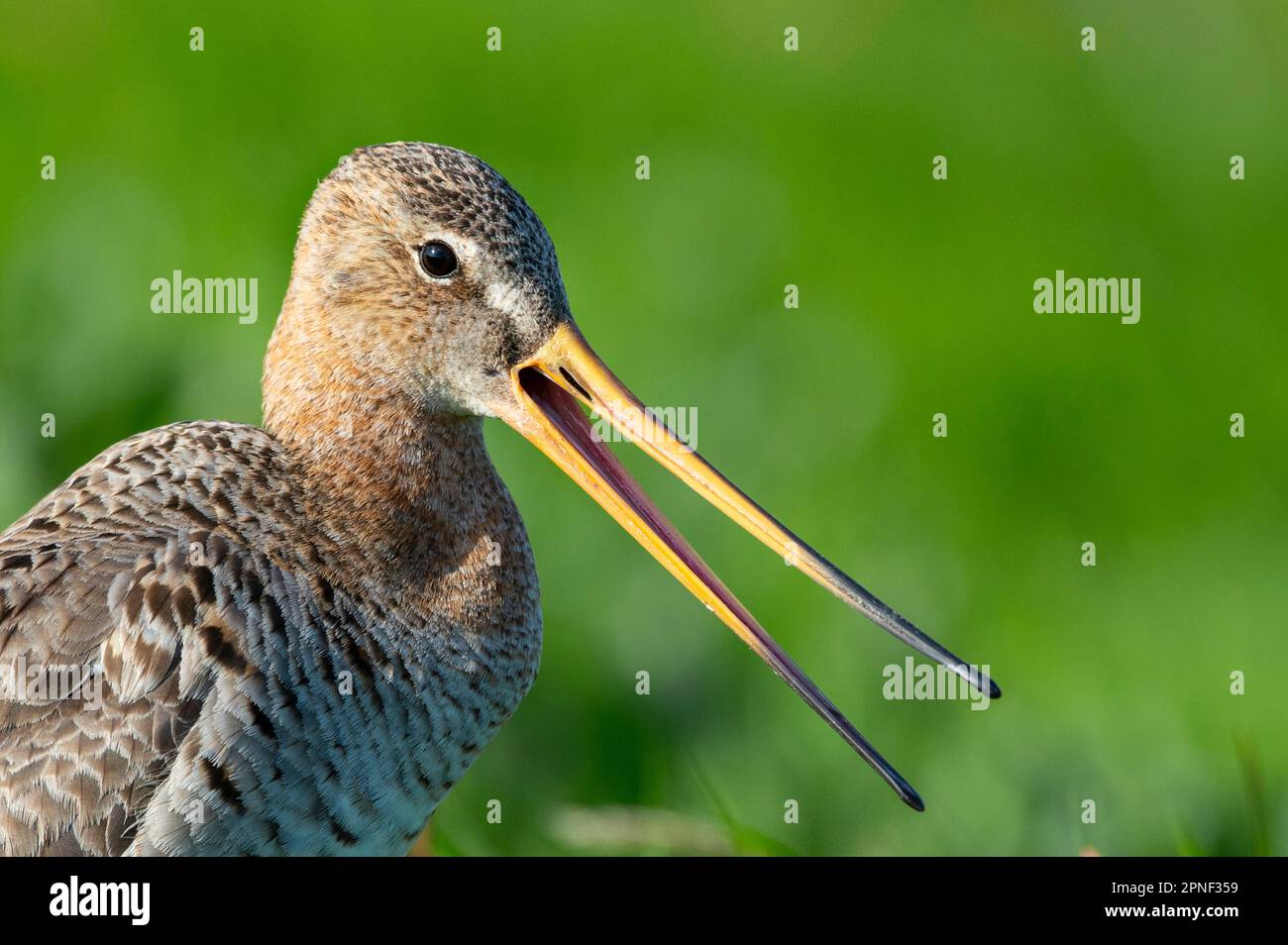 black-tailed godwit (Limosa limosa), portrait with open beak, side view ...