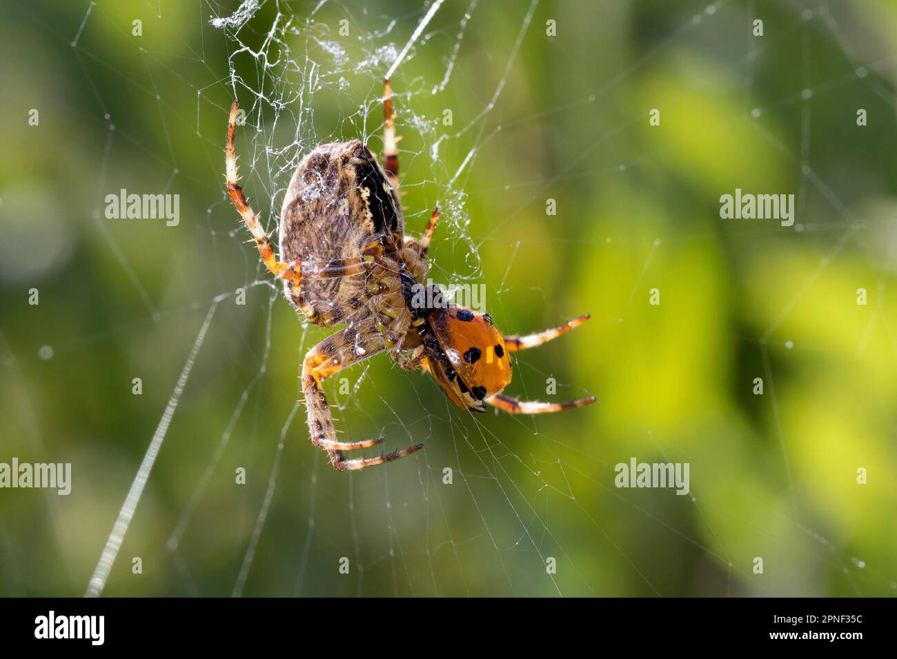 cross orbweaver, European garden spider, cross spider (Araneus ...