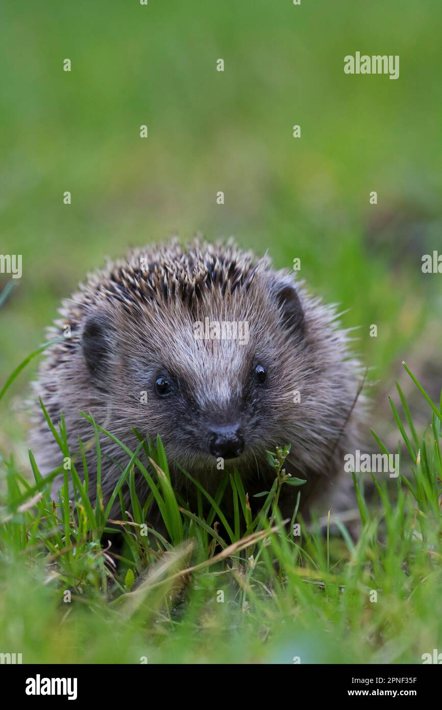 Western hedgehog, European hedgehog (Erinaceus europaeus), walking on a ...
