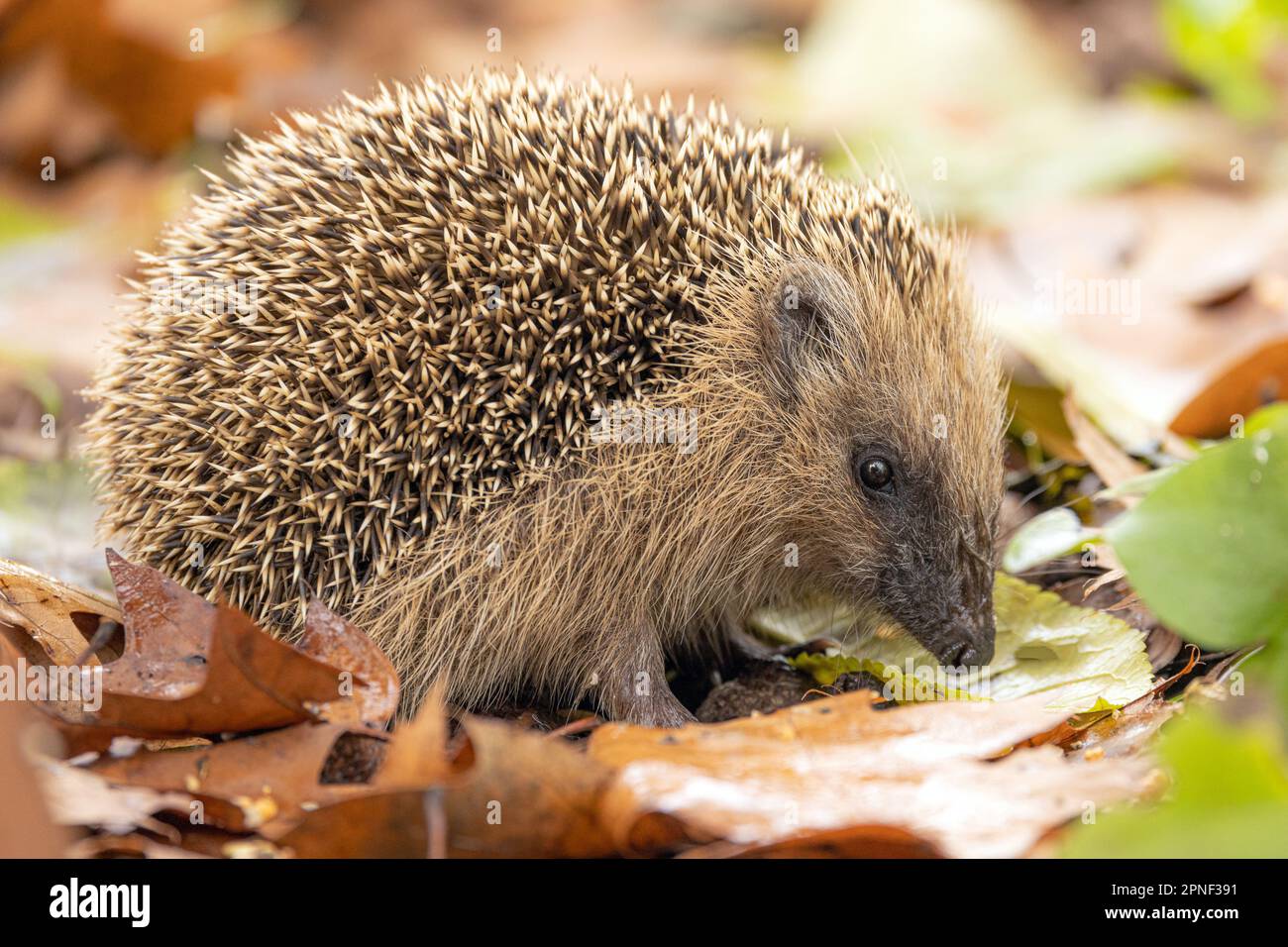 Western hedgehog, European hedgehog (Erinaceus europaeus), on fall ...
