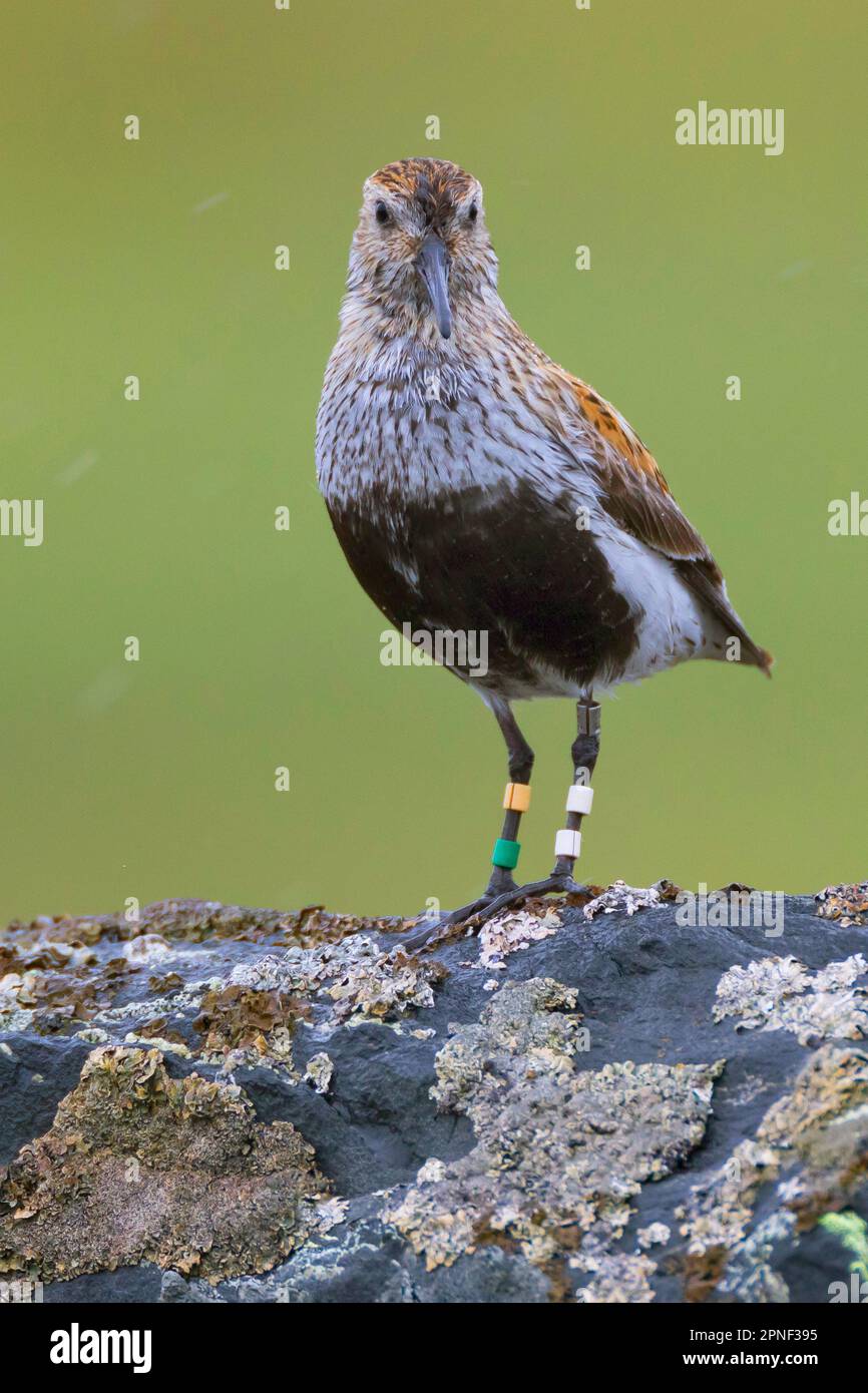 dunlin (Calidris alpina), in breeding plumages, beringed, Scandinavia ...