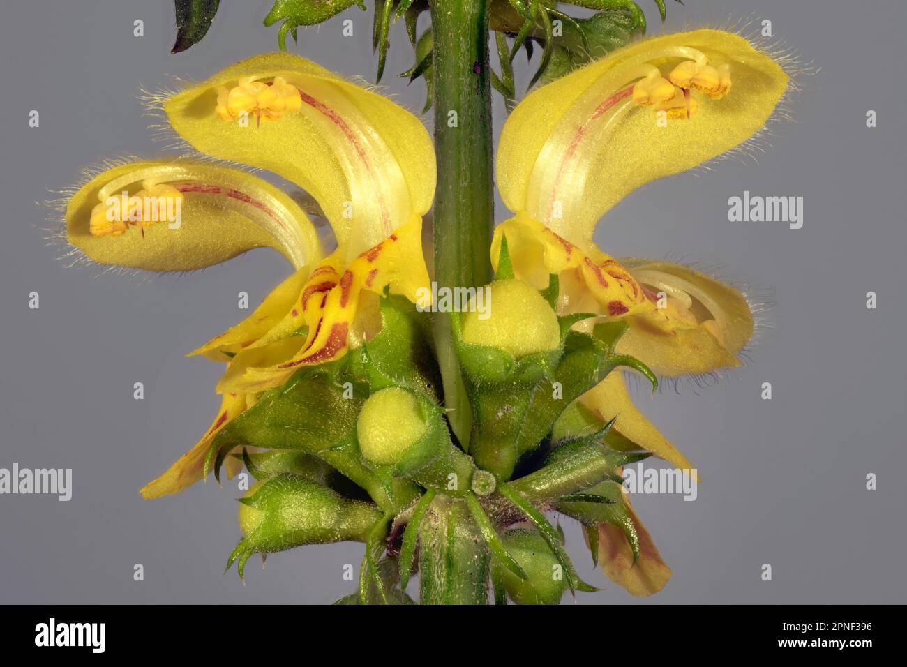 Yellow dead-nettle, Yellow Archangel, artillery plant, aluminium plant ...