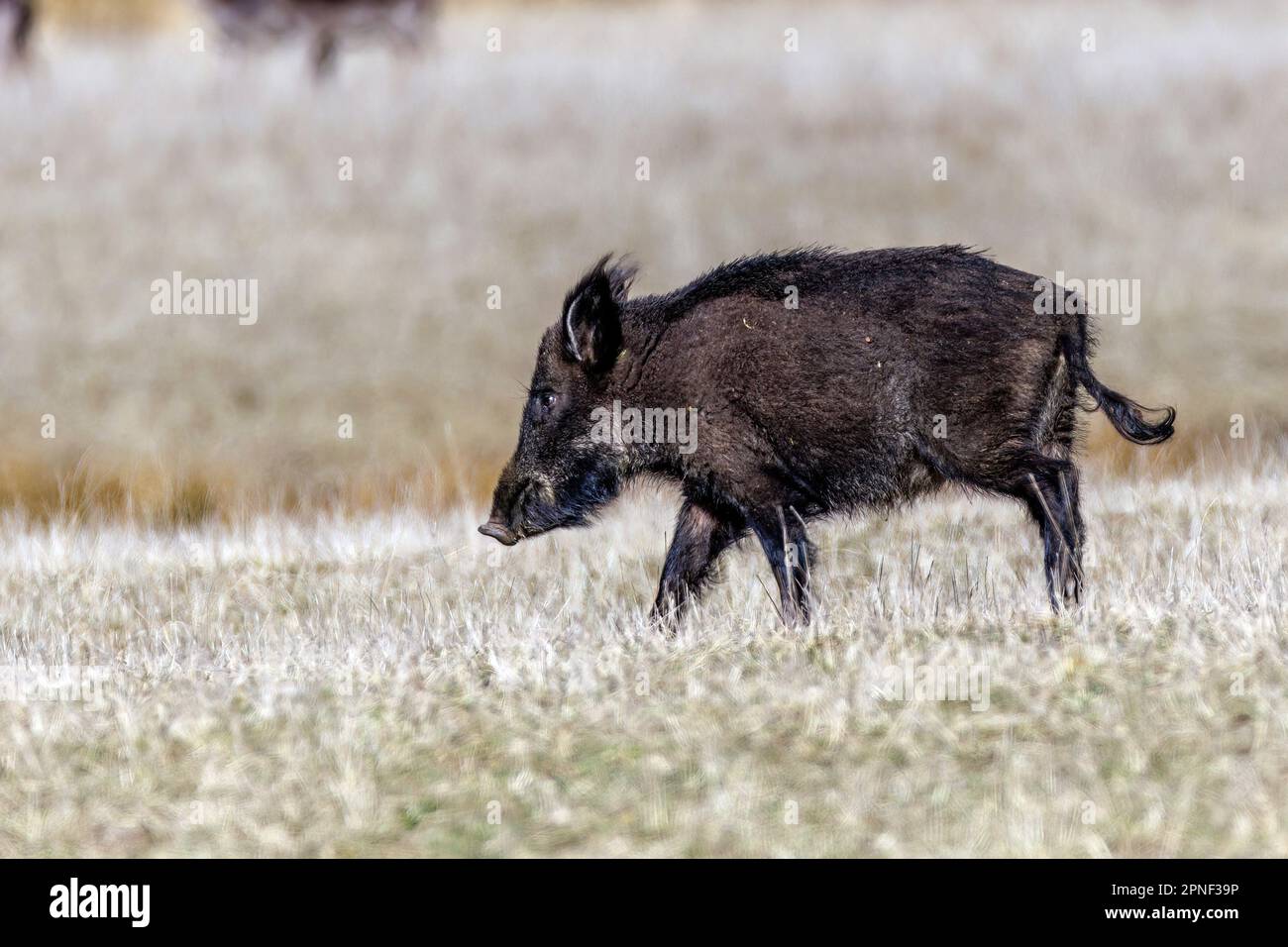 wild boar, pig, wild boar (Sus scrofa), walking in a dry meadow, side ...