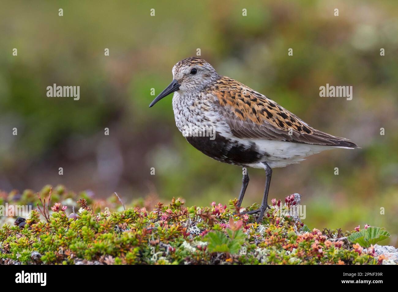 dunlin (Calidris alpina), in breeding plumages, Scandinavia Stock Photo ...