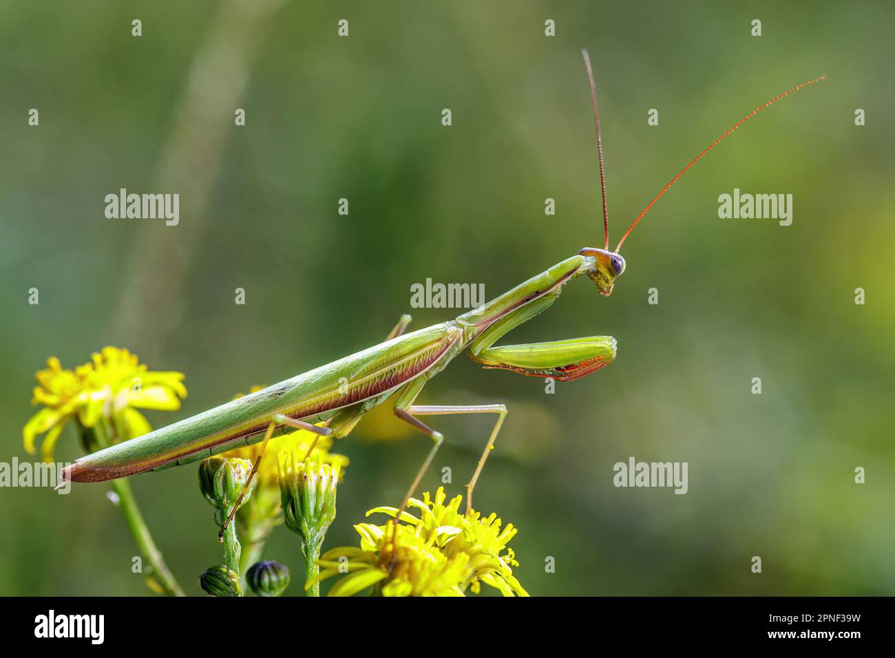 European preying mantis (Mantis religiosa), on a yellow flower, side ...