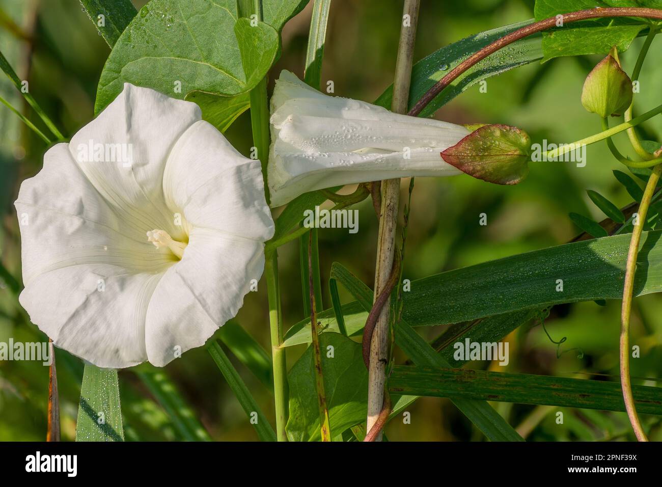 Bellbine, Hedge bindweed, Hedge false bindweed, Lady's-nightcap ...