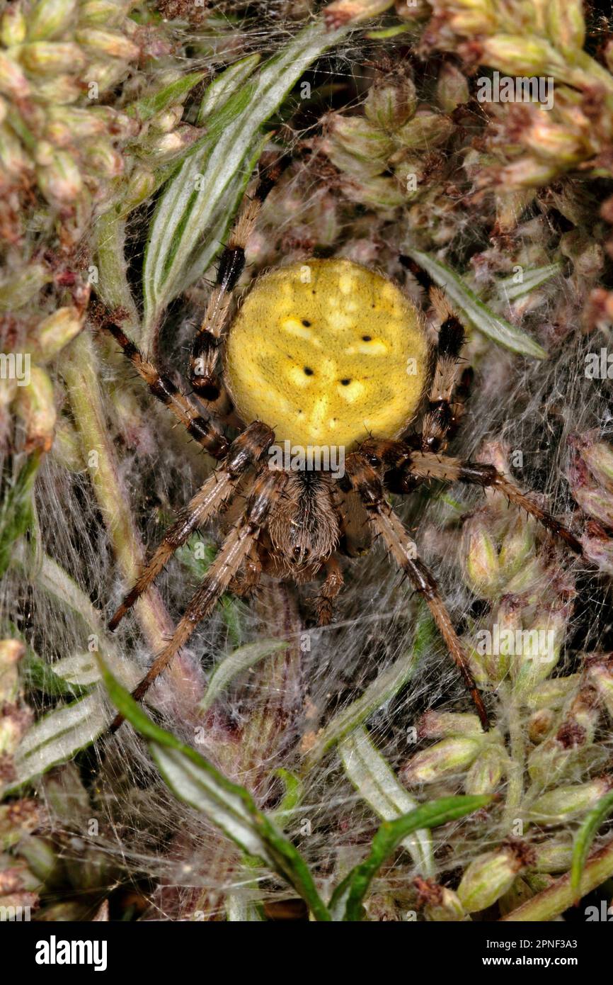 fourspotted orbweaver (Araneus quadratus), female in the spider web ...