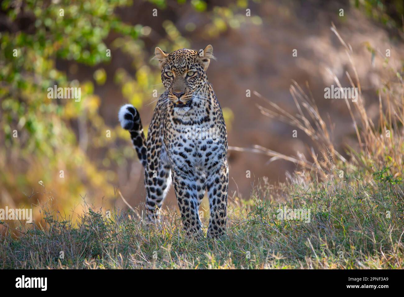 leopard (Panthera pardus), leopardess, front view, Kenya, Masai Mara National Park Stock Photo ...