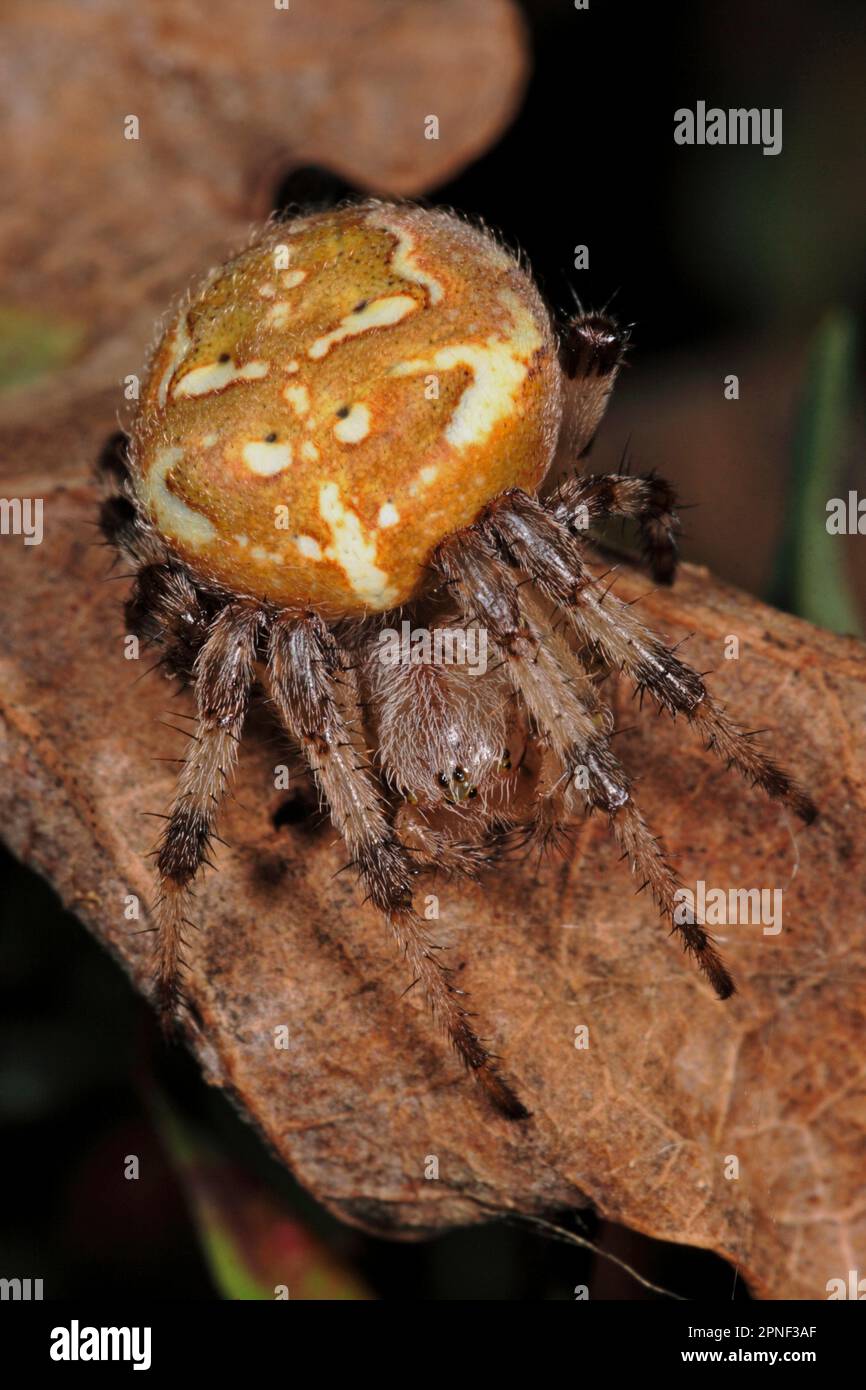 fourspotted orbweaver (Araneus quadratus), female on a dried leaf ...