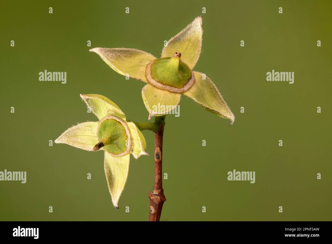 syringa, sweet mock-orange (Philadelphus coronarius), young fruits ...