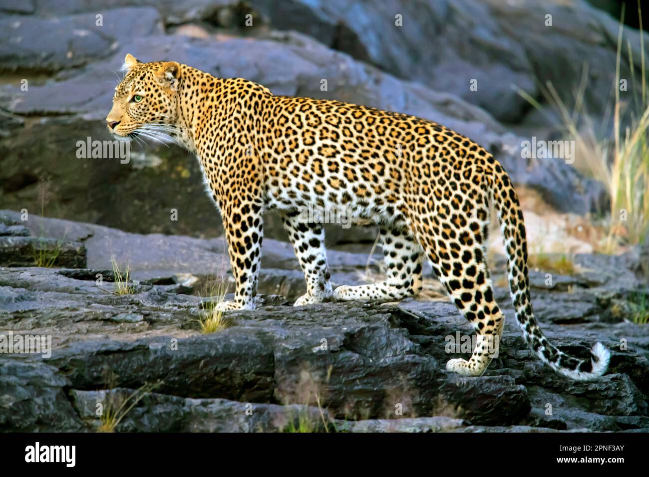 leopard (Panthera pardus), leopardess ranging through her territory, side view, Kenya, Masai ...