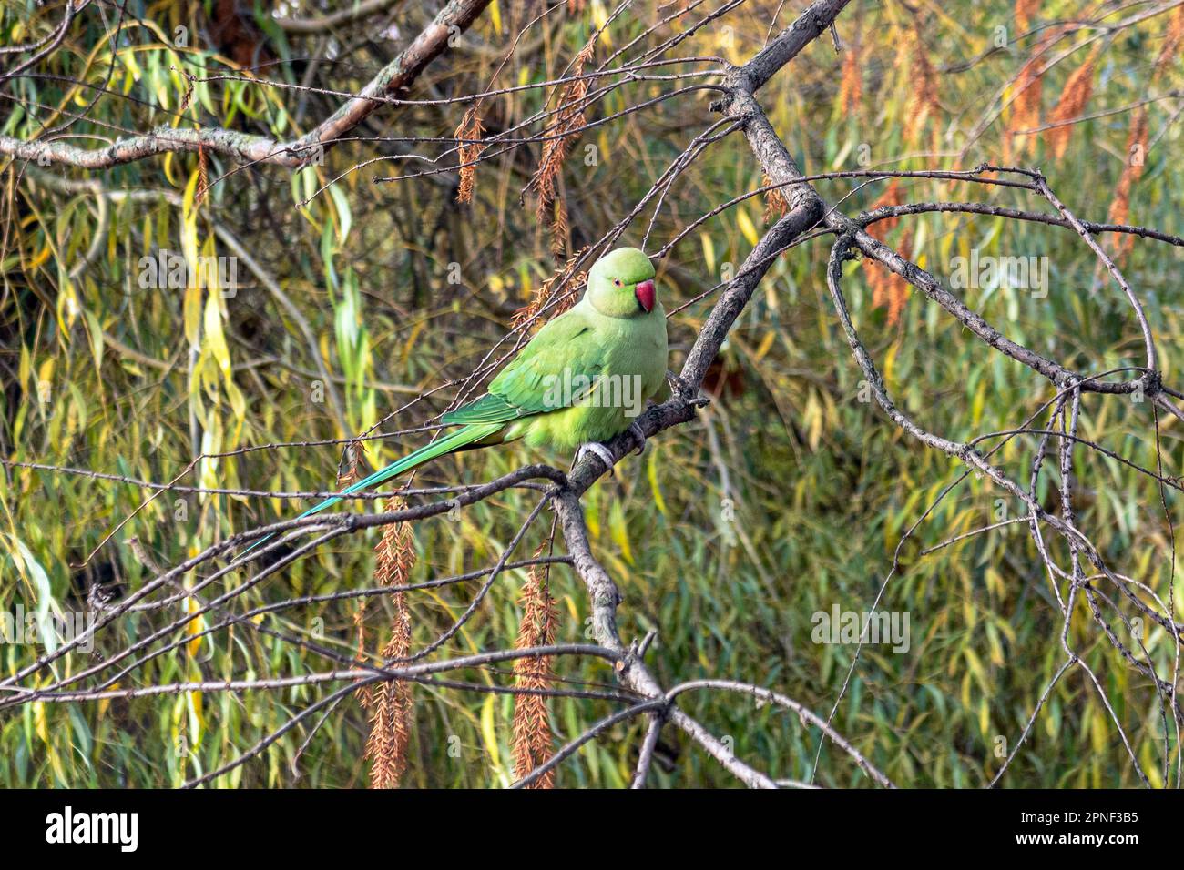 rose-ringed parakeet (Psittacula krameri), female sitting in a tree in ...