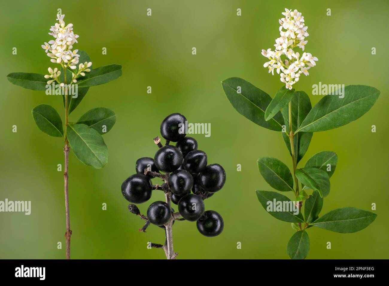 common privet, golden privet, wild privet, prim, European privet ...