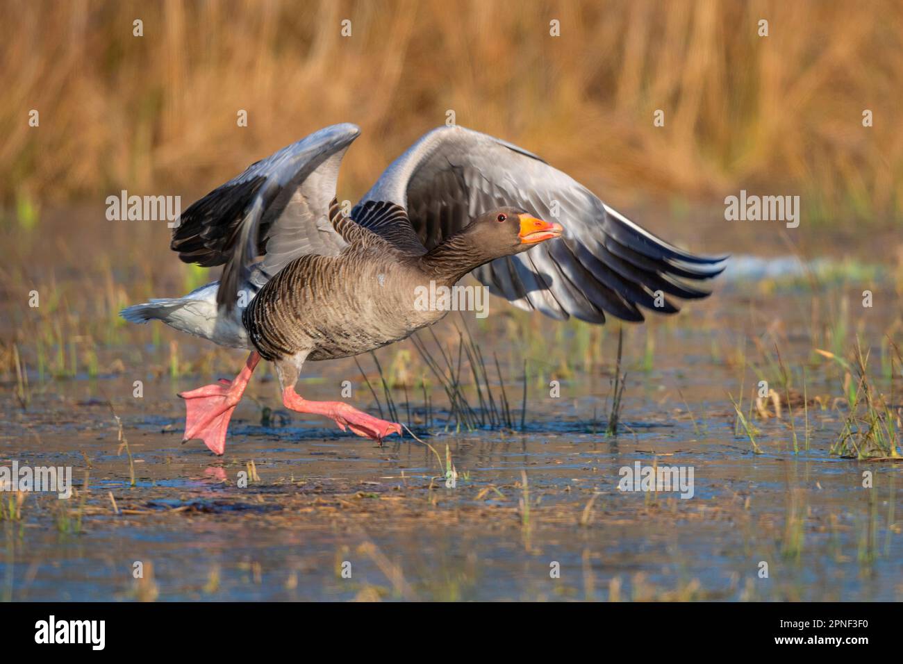 greylag goose (Anser anser), starting from the shore, side view ...