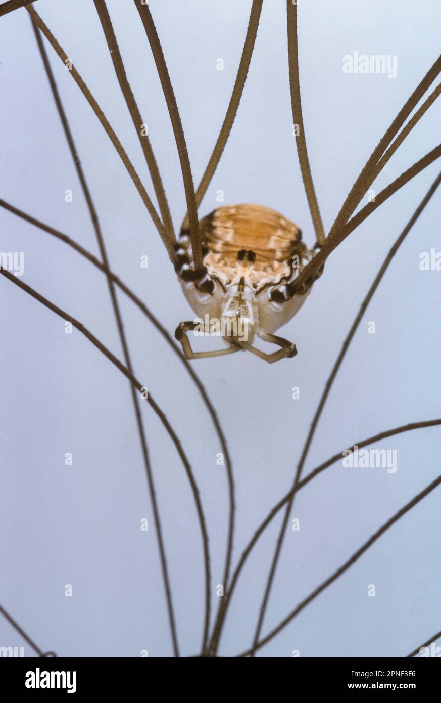 harvestman (Leiobunum limbatum), body, front view Stock Photo - Alamy