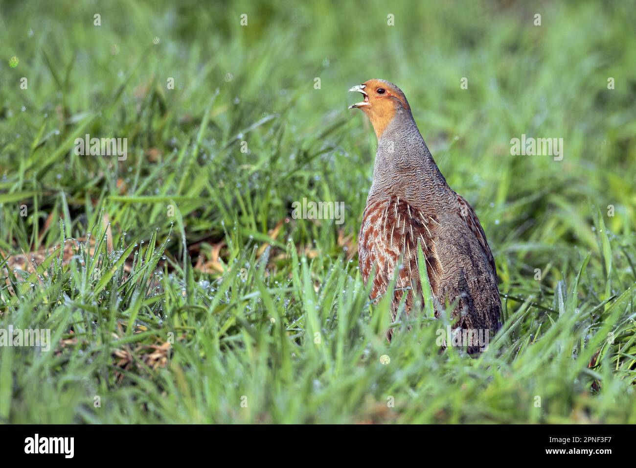 grey partridge (Perdix perdix), mating partridge in a meadow wet with ...