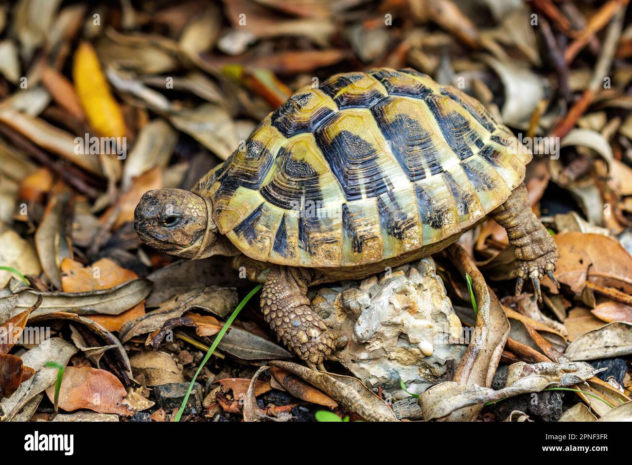 Hermann's tortoise, Greek tortoise (Testudo hermanni), in autumn ...