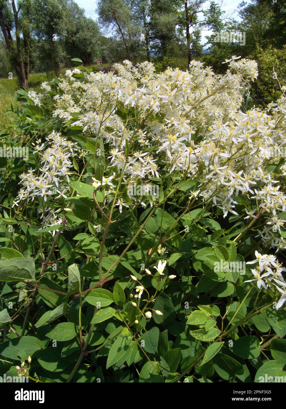 erect clematis, Ground Virgin's-bower (Clematis recta), blooming Stock ...