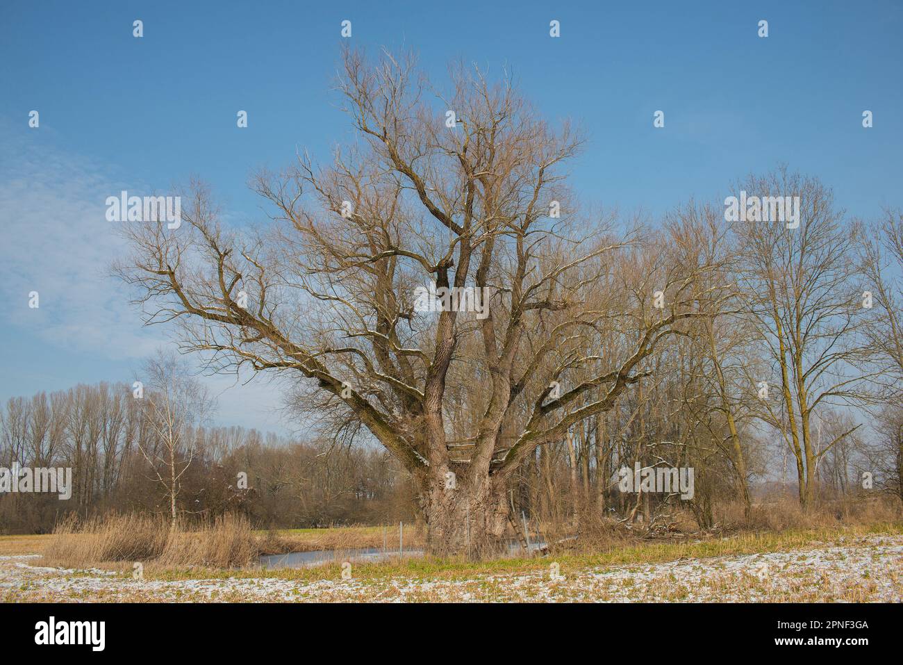 Common osier willow hi-res stock photography and images - Alamy