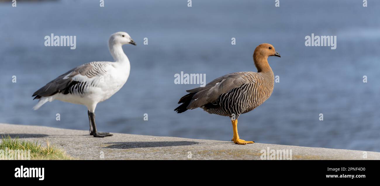 Kelp Goose (Chloephaga hybrida) (also called Brent Goose) photographed ...