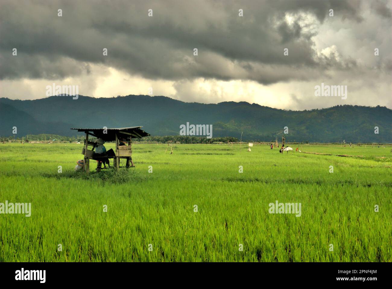 Rice field near Tondano City in Minahasa, North Sulawesi, Indonesia ...