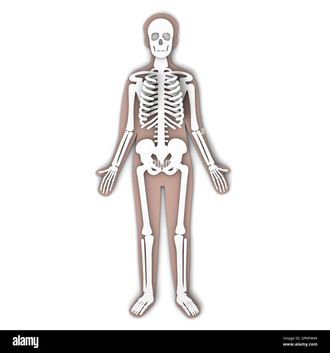 Human_anatomy Cut Out Stock Images & Pictures - Alamy