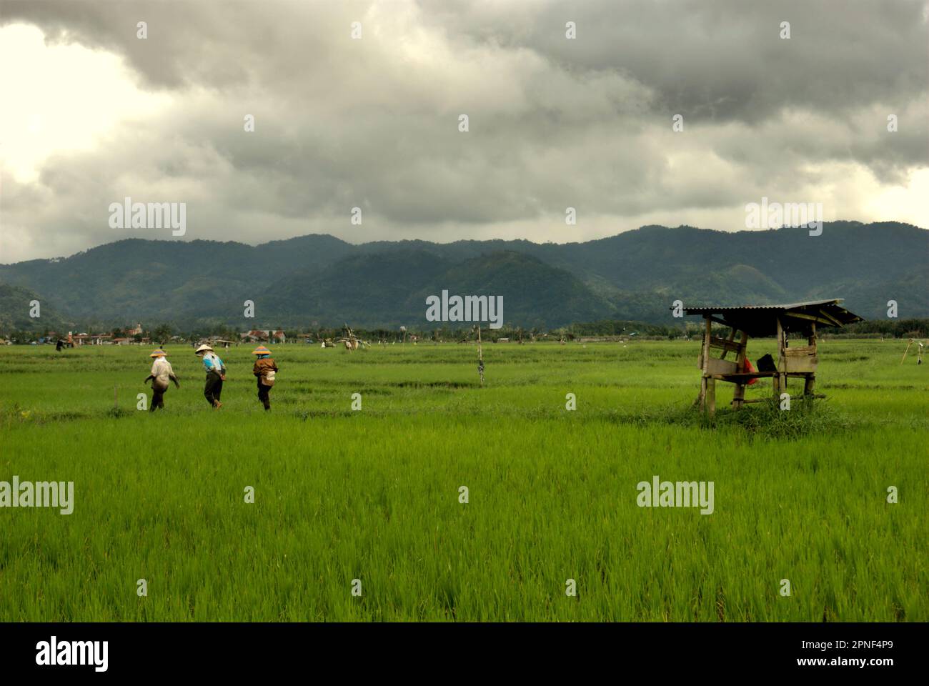 Women farmers walking through rice field located near Tondano City and ...