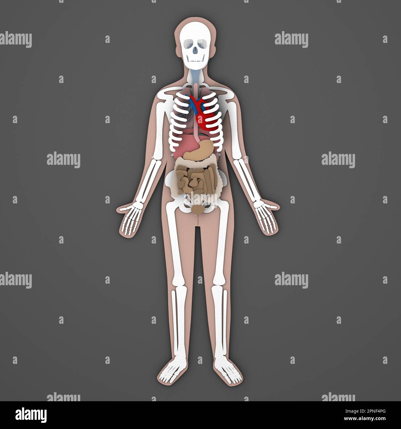 Organs anatomy hi-res stock photography and images - Alamy