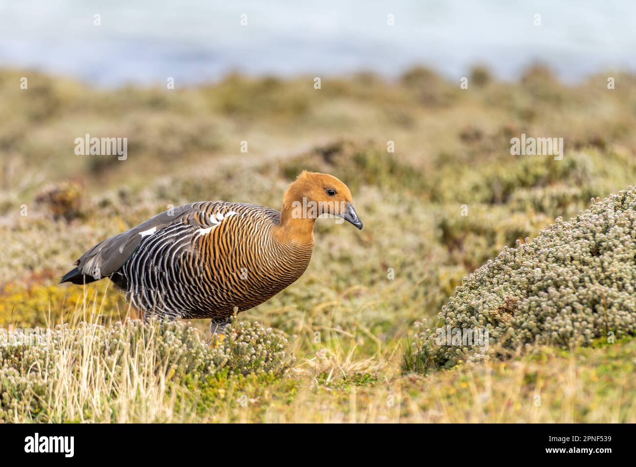 Kelp Goose (Chloephaga hybrida) (also called Brent Goose) photographed ...