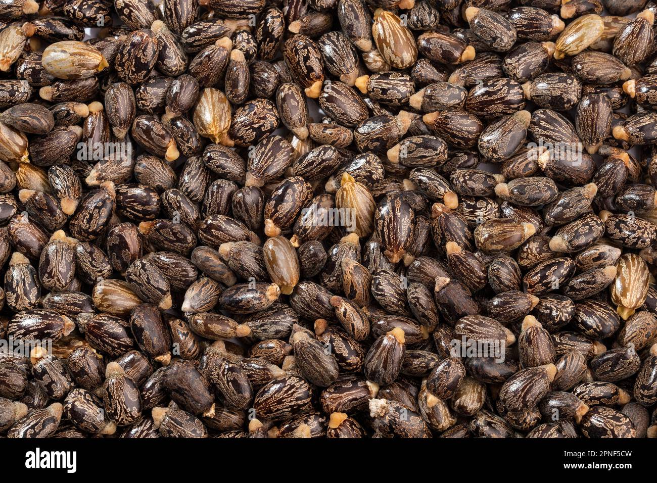 Organic castor seeds and fruits - Ricinus communis Stock Photo - Alamy