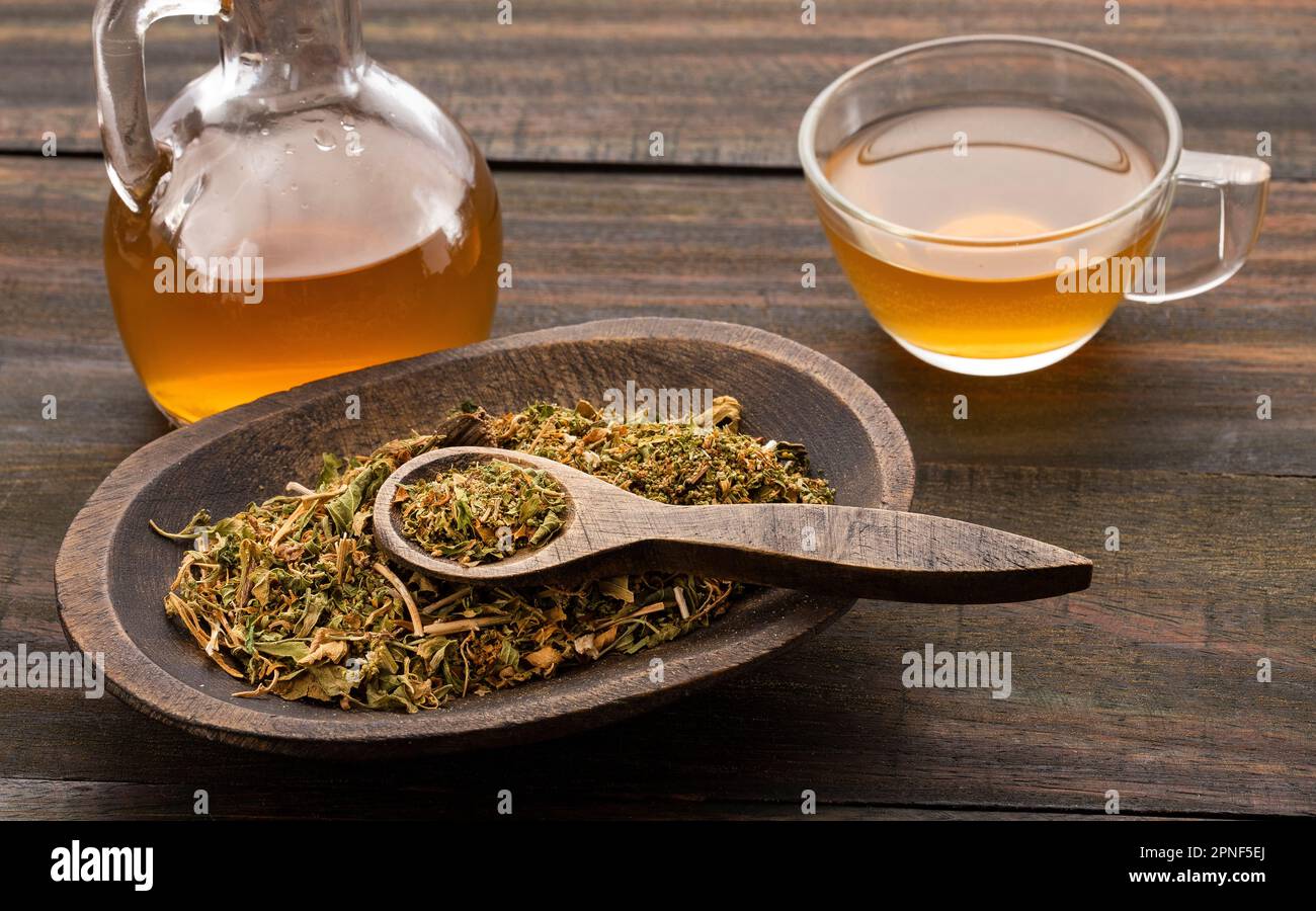 Dysphania ambrosioides - Medicinal epazote hot tea Stock Photo - Alamy