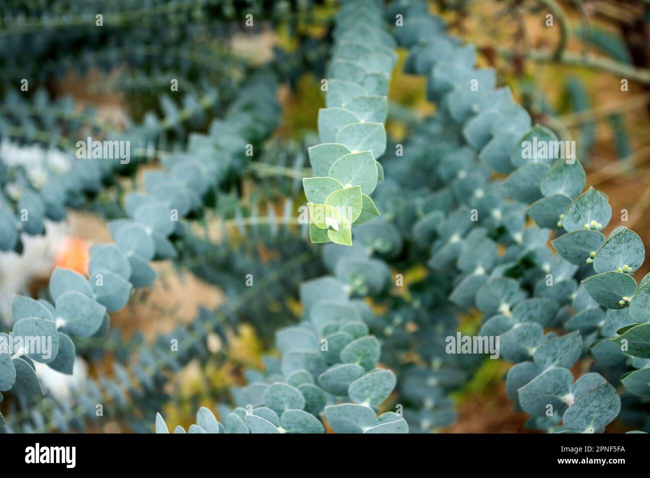 Eucalyptus plant baby blue - Eucalyptus little boy blue Stock Photo - Alamy