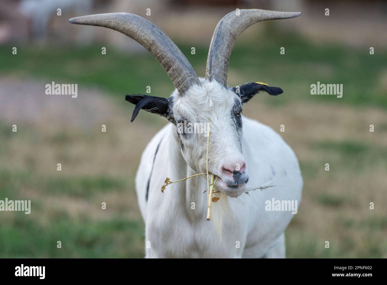 white goat - Goat - with horns photographed frontally from the front ...