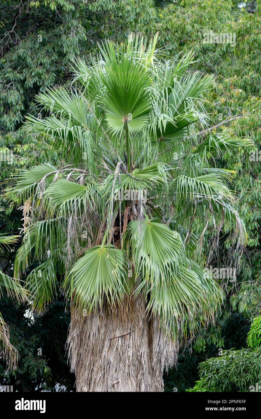 Traditional tropical palm tree in an environmental preservation area ...