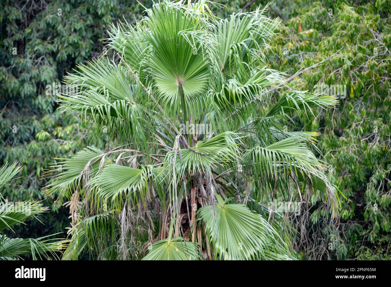 Traditional tropical palm tree in an environmental preservation area ...