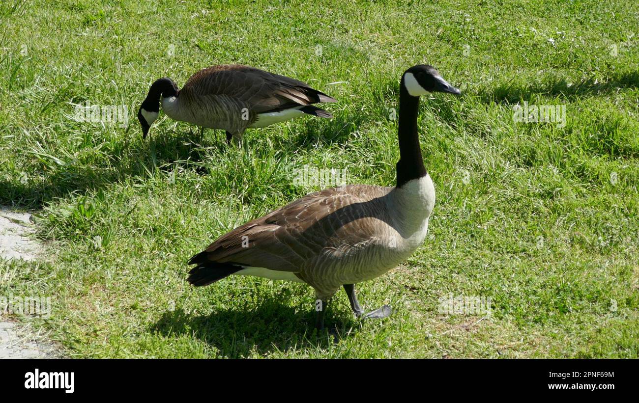 Los Angeles, California, USA 16th April 2023 Canadian Geese at ...