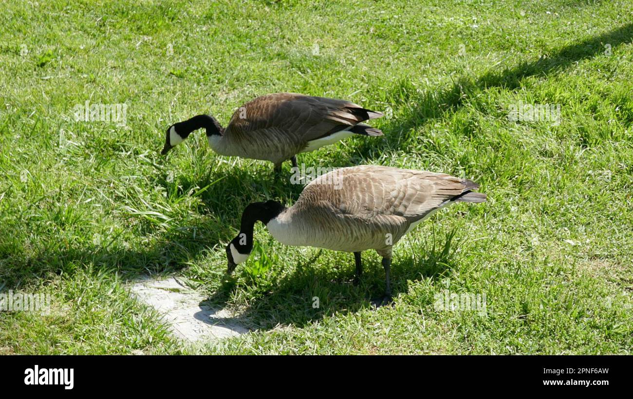 Los Angeles, California, USA 16th April 2023 Canadian Geese at ...
