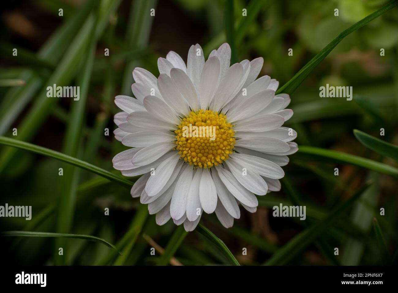 common daisy blossom in detail Stock Photo - Alamy